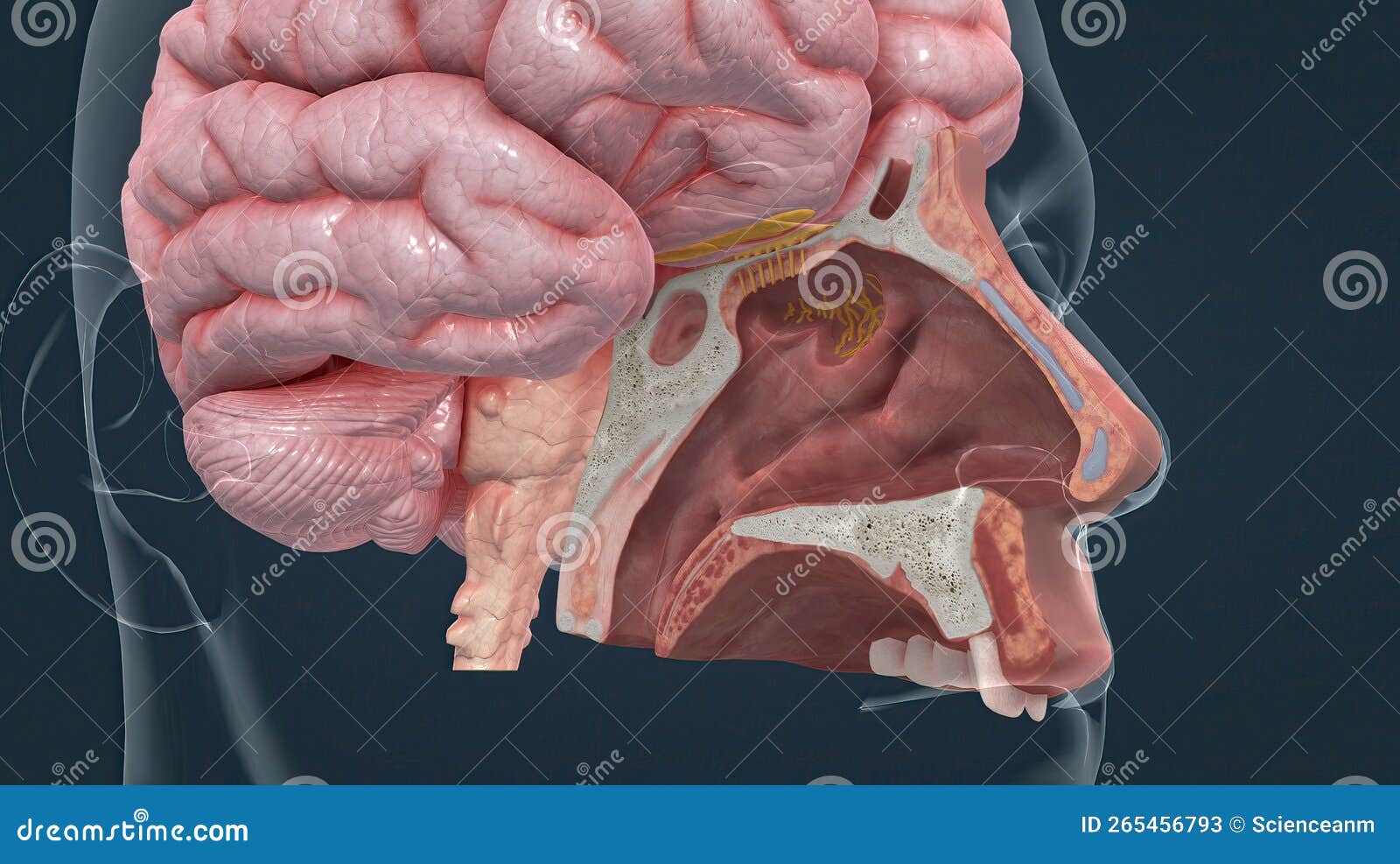 The Olfactory Bulb of the Brain Processes Information from the ...