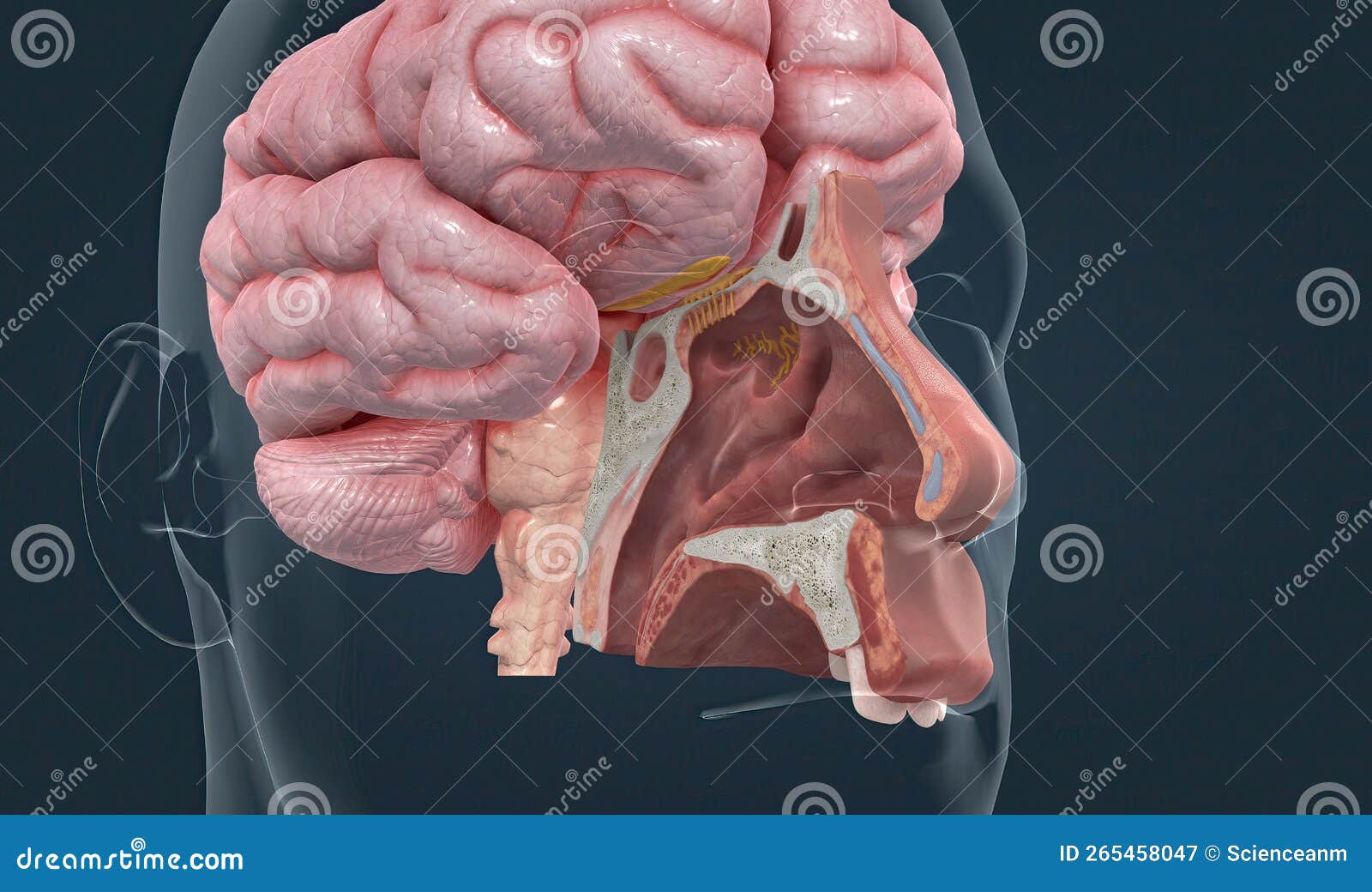 The Olfactory Bulb of the Brain Processes Information from the ...