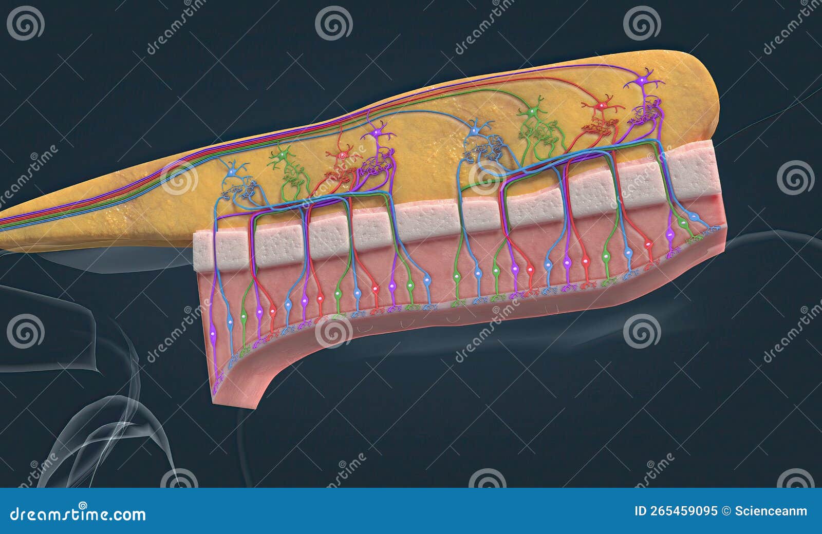 The Olfactory Bulb is a Tissue in the Nasal Cavity that is Responsible ...