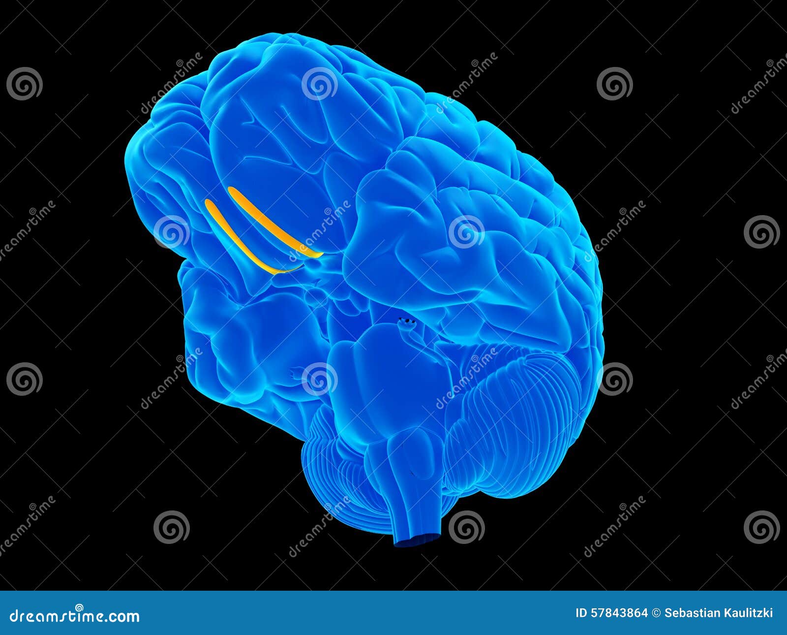 The olfactory bulbs stock illustration. Illustration of rendering ...