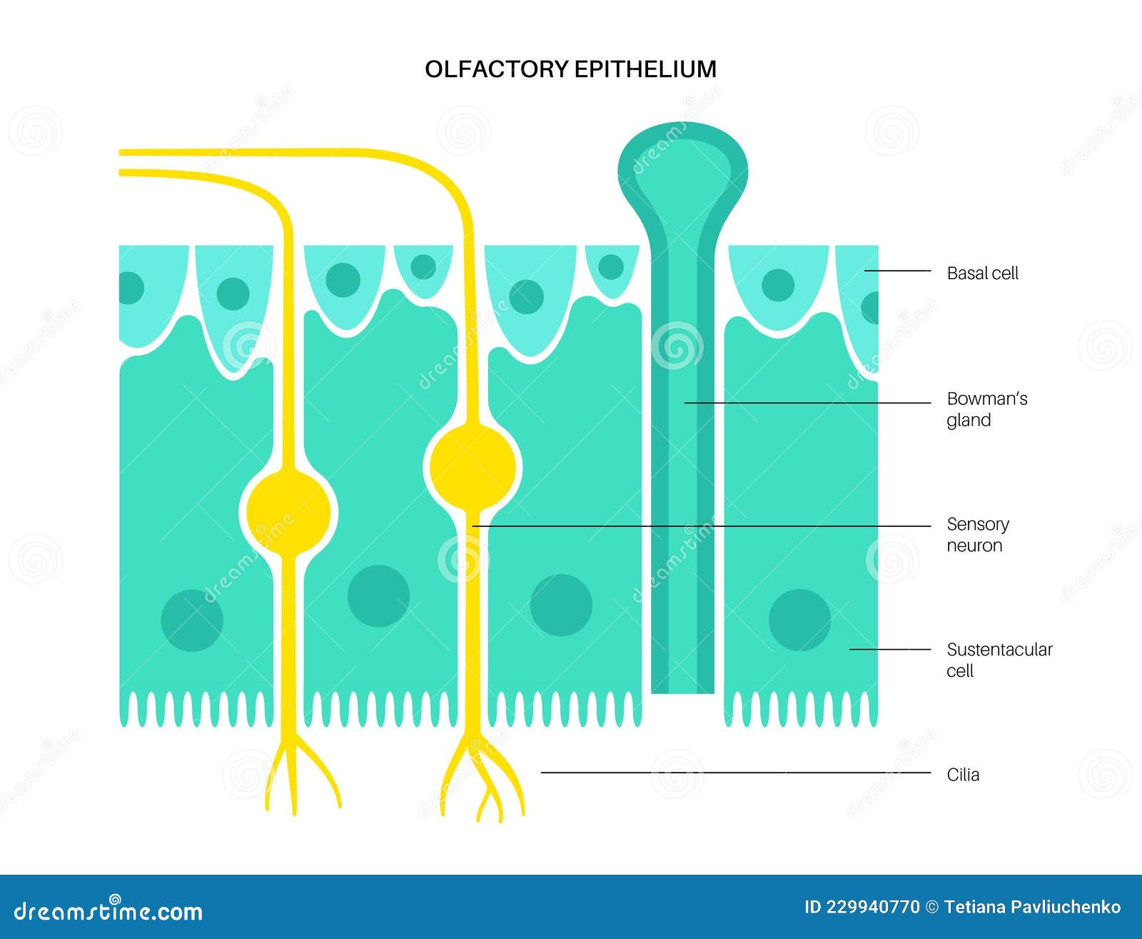 Olfactory Epithelium Structure Anatomical Poster Human Nasal Cavity