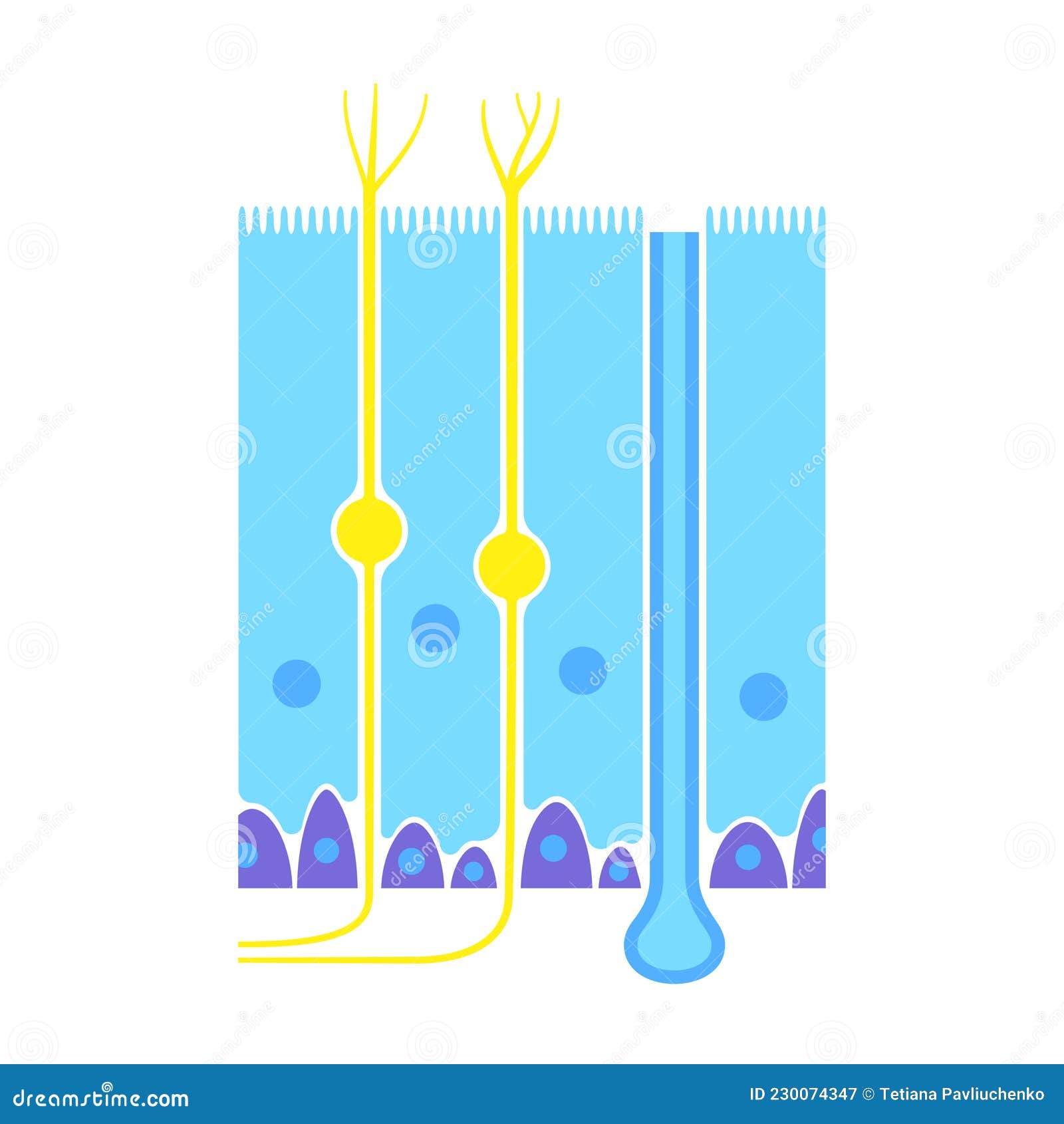 Olfactory Epithelium Structure Anatomical Poster Human Nasal Cavity