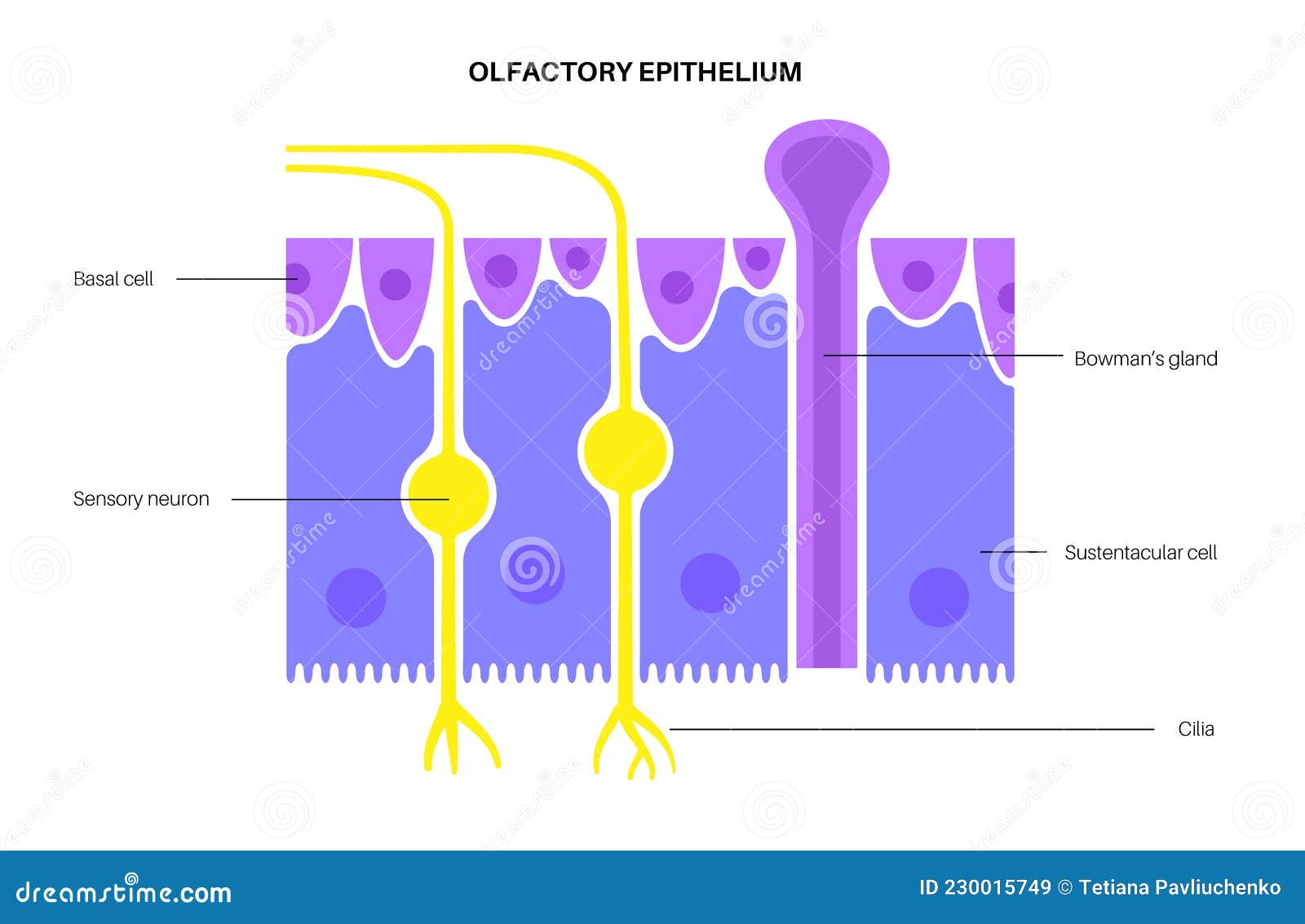 Olfactory Epithelium Structure Anatomical Poster Human Nasal Cavity