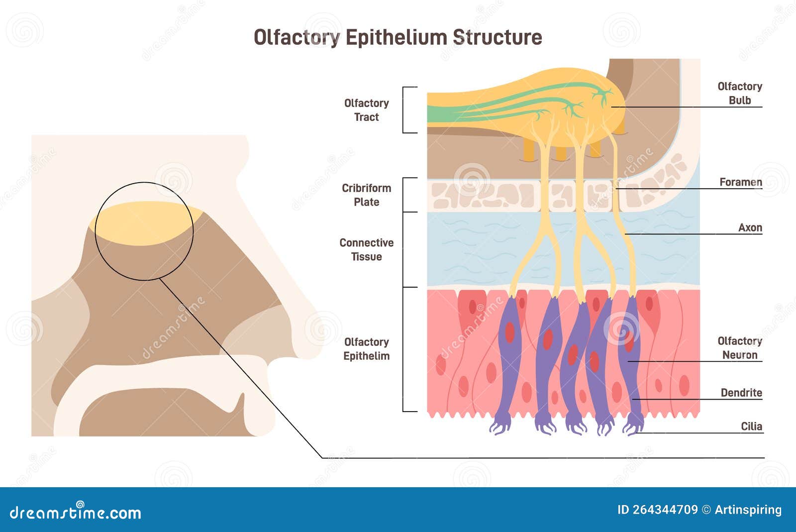 Olfactory Epithelium Structure Anatomical Poster Human Nasal Cavity