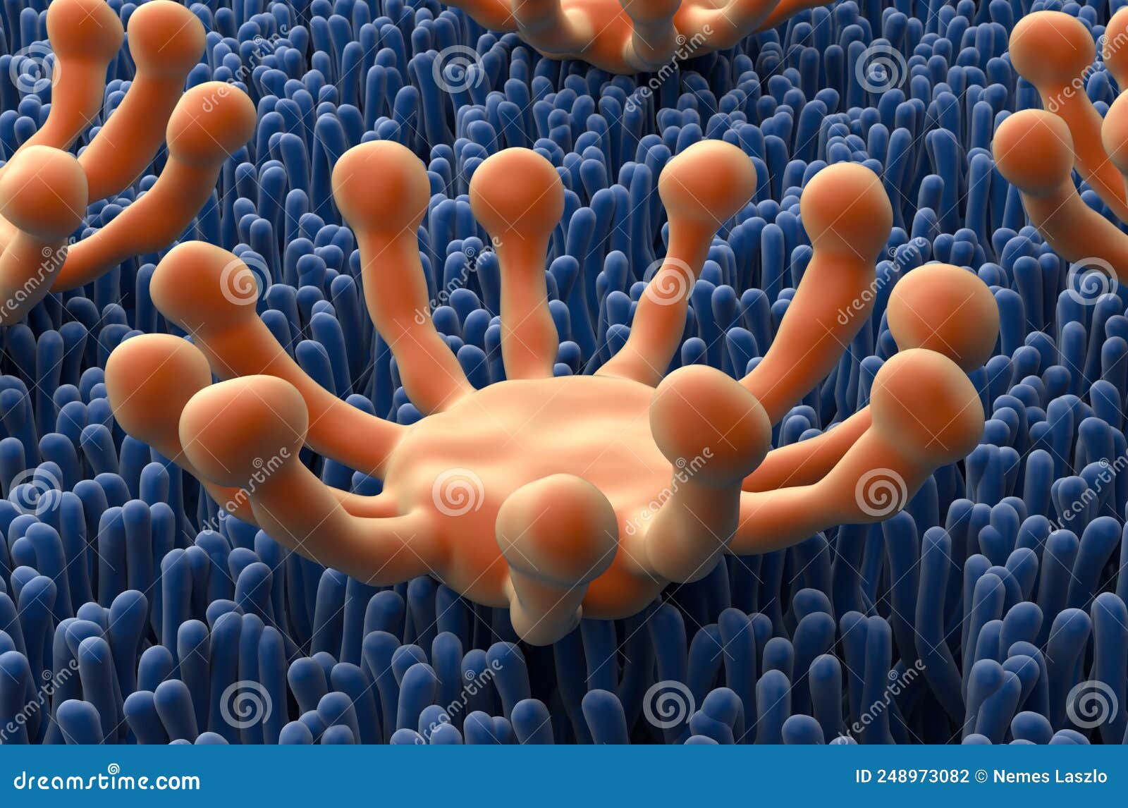 Smell Olfactory Receptor Field in Nasal Lining - Closeup View 3d ...