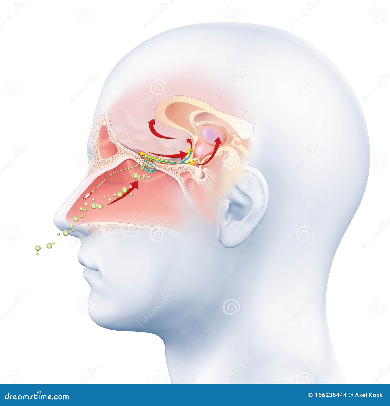 Olfactory Sense, Labeled, Medically 3D Illustration | CartoonDealer.com ...