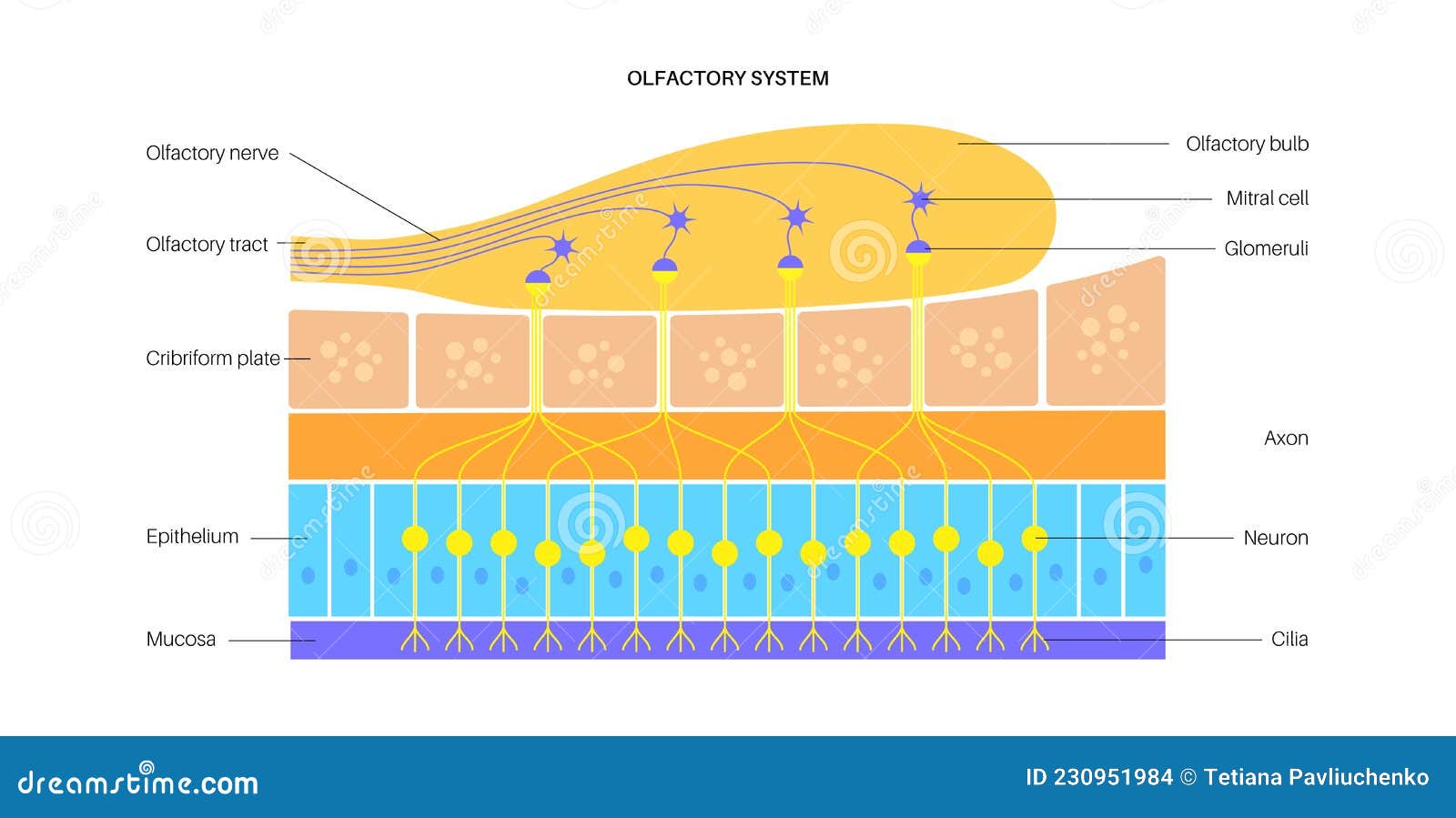 Olfactory Epithelium Structure Anatomical Poster Human Nasal Cavity