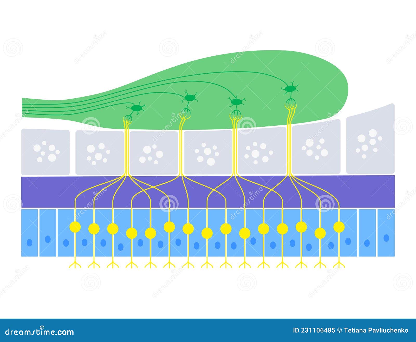 Olfactory Epithelium Structure Anatomical Poster Human Nasal Cavity