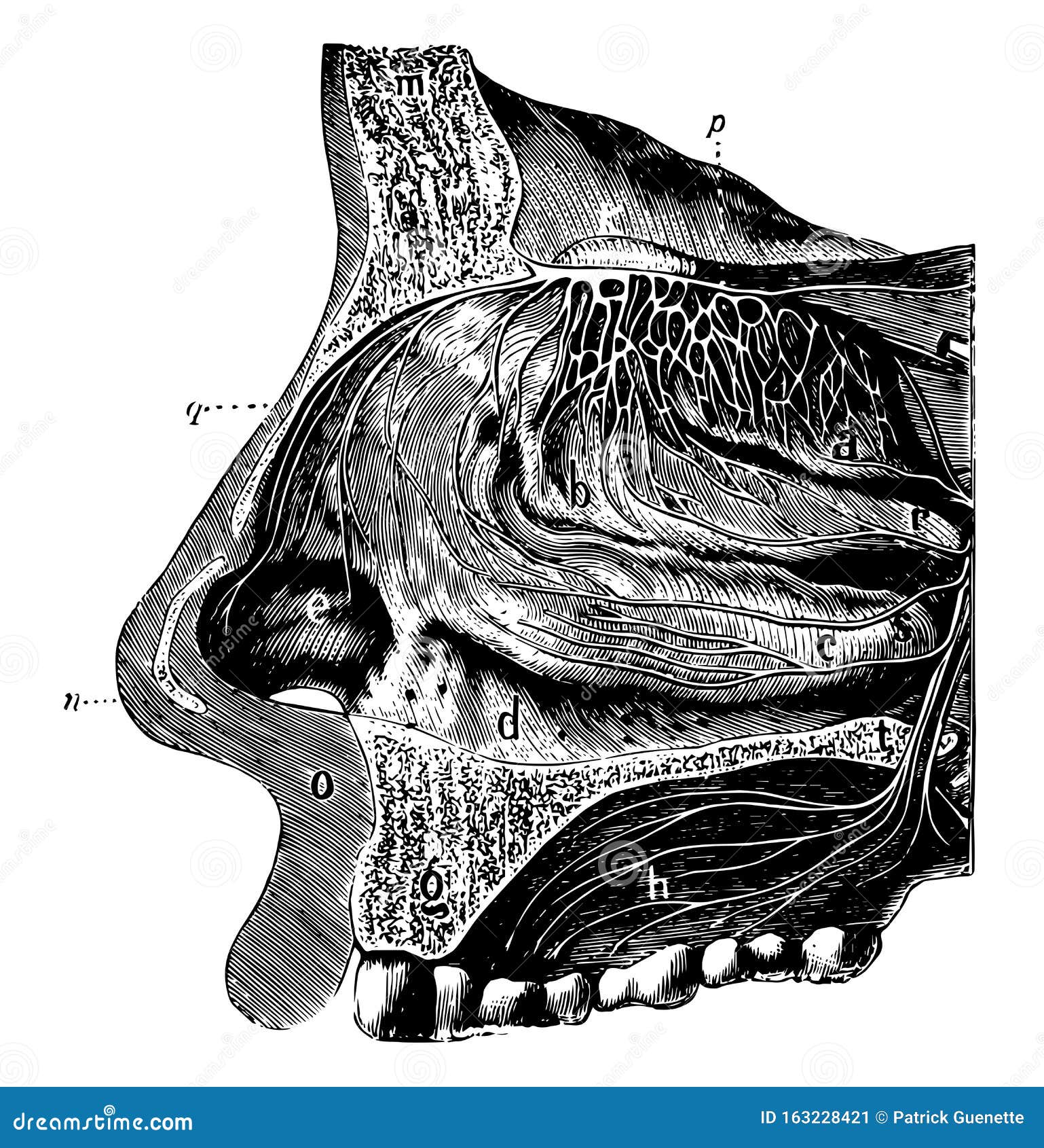 Olfactory System Anatomy Vector Illustration | CartoonDealer.com #230951984