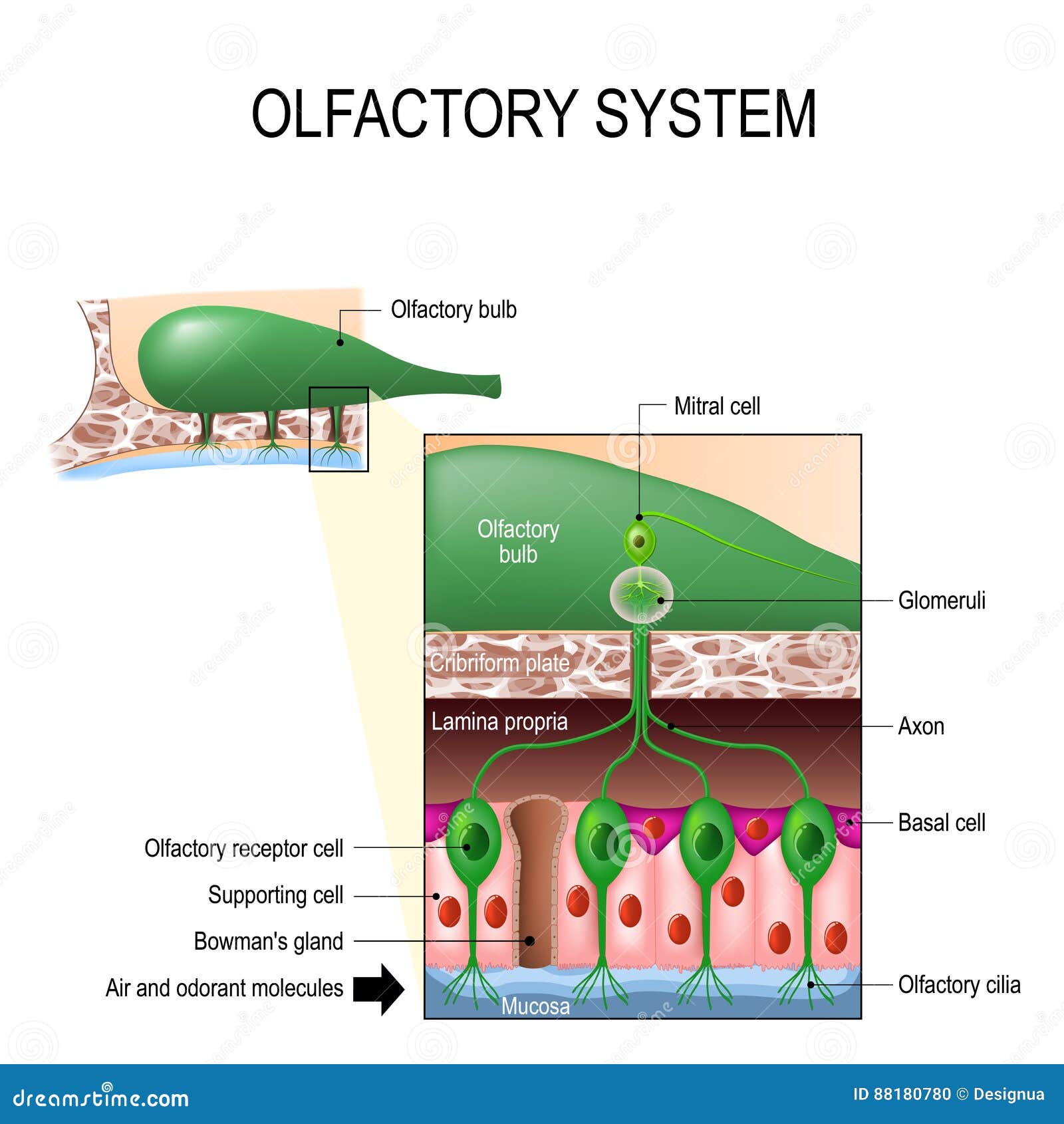 Olfaktorisches System Geruchssinn Menschliche Anatomie Vektor Abbildung ...
