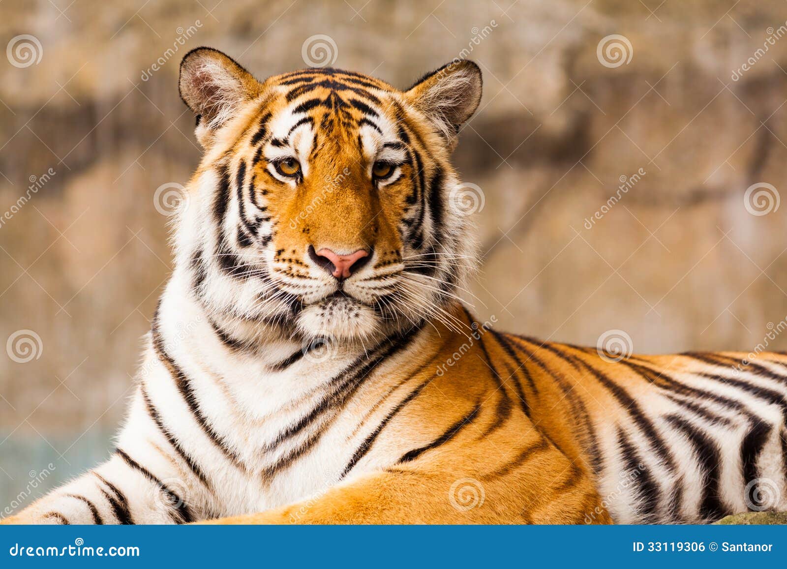 Olhar Fixamente Grande Do Tigre Foto de Stock - Imagem de estribo ...