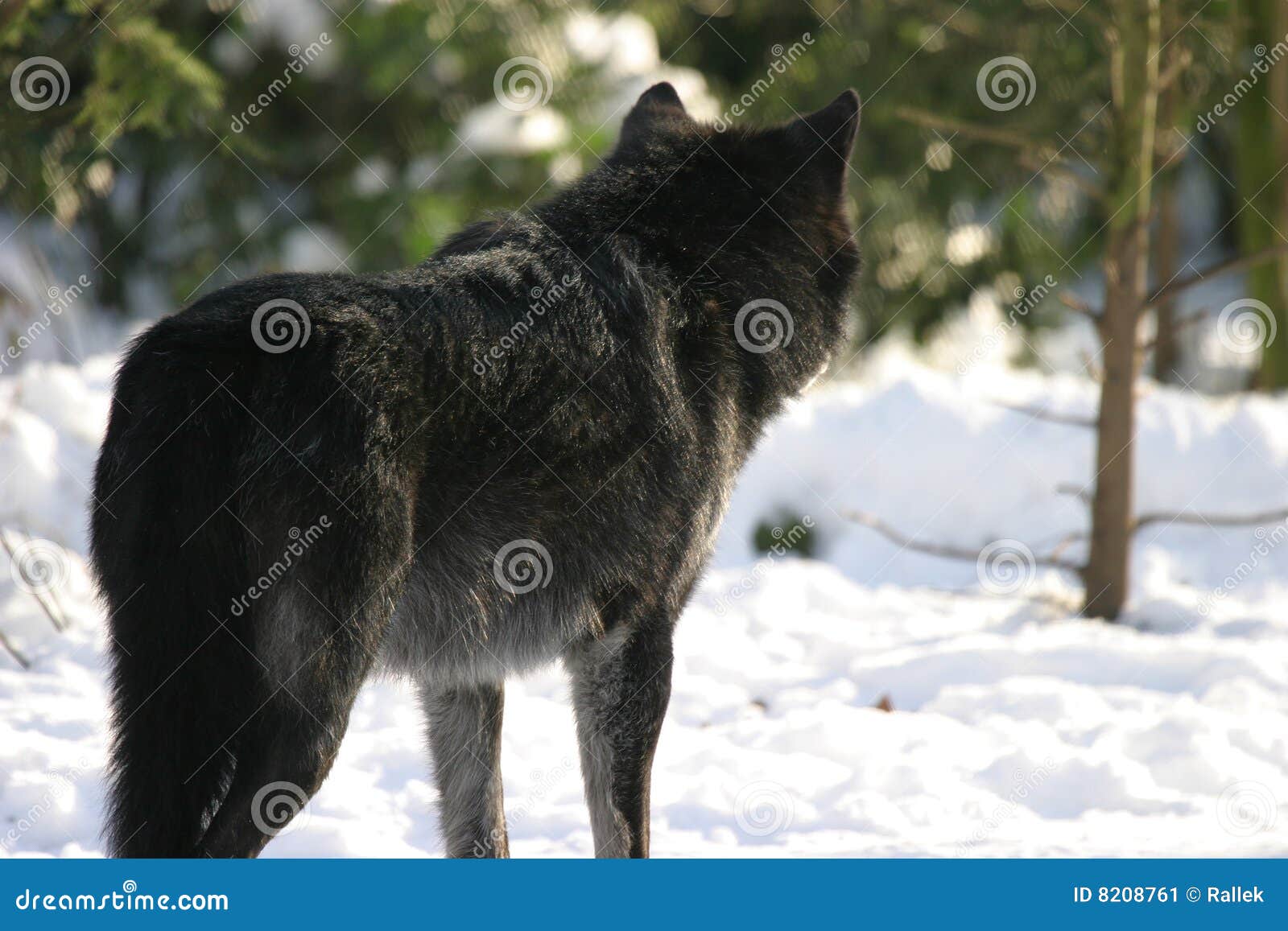 Olhar Fixamente Preto Do Lobo Imagem de Stock - Imagem de preto, lobo ...