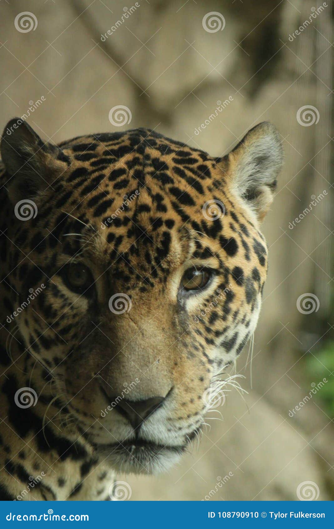 Olhar Fixo Do ` S De Jaguar Foto de Stock - Imagem de forte, calma ...