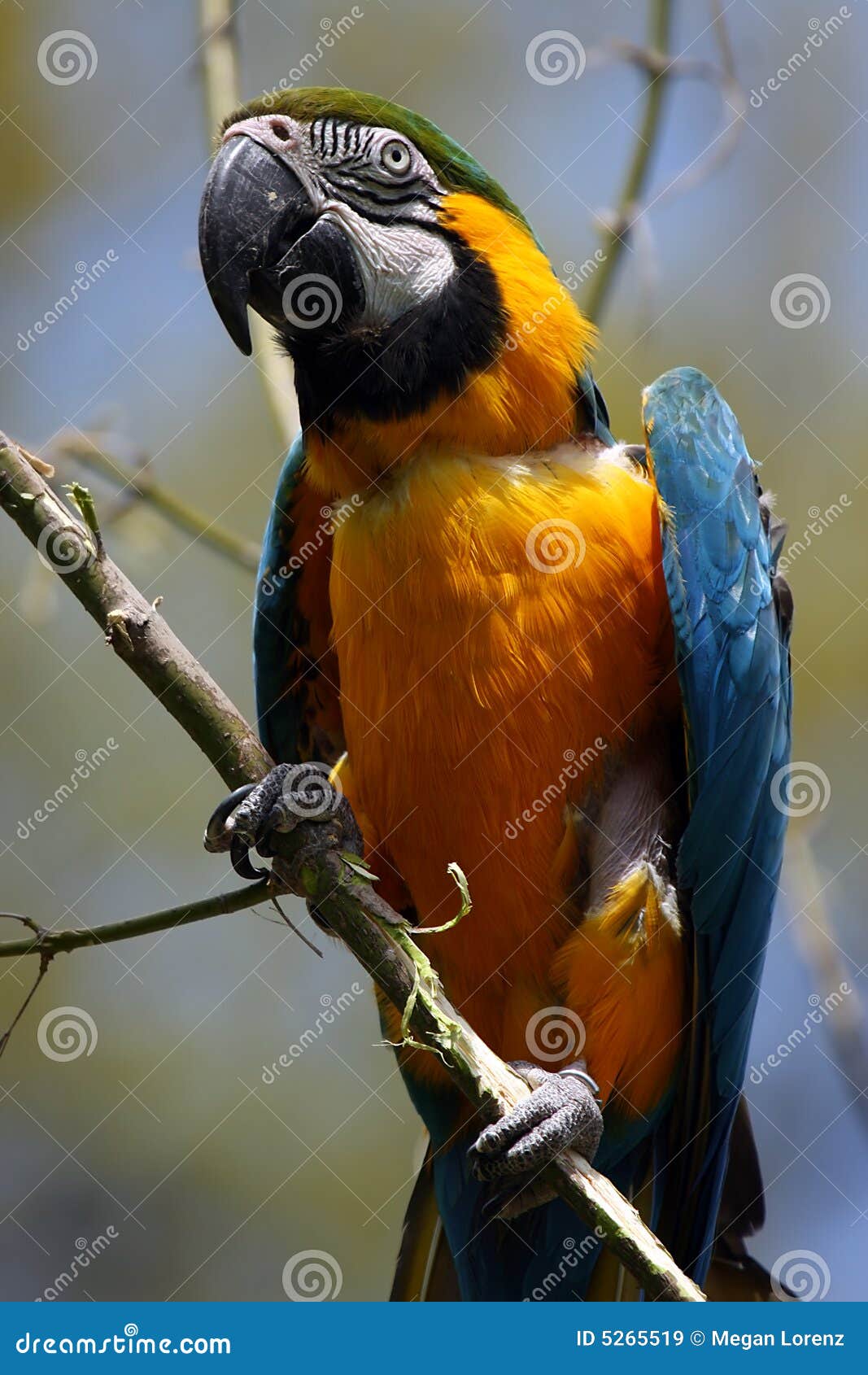 Olho afiado imagem de stock. Imagem de exterior, curioso - 5265519