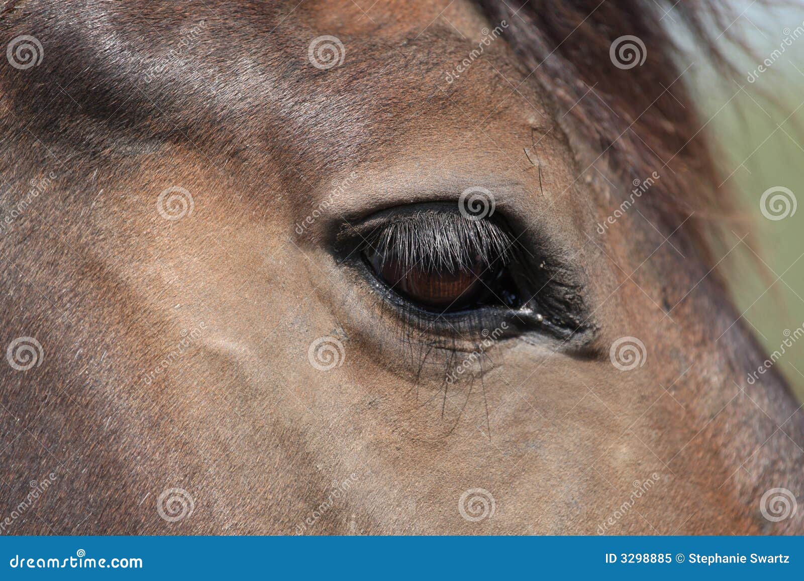Olho do cavalo imagem de stock. Imagem de chicotes, animal - 3298885
