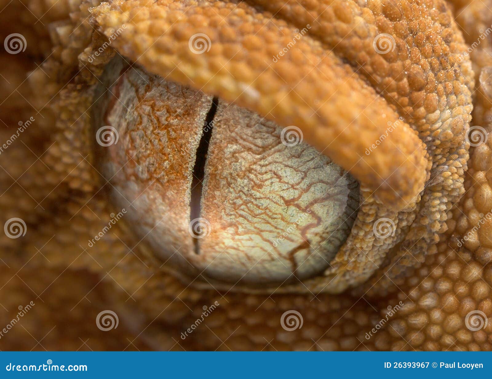 Olho do réptil imagem de stock. Imagem de olho, réptil - 26393967