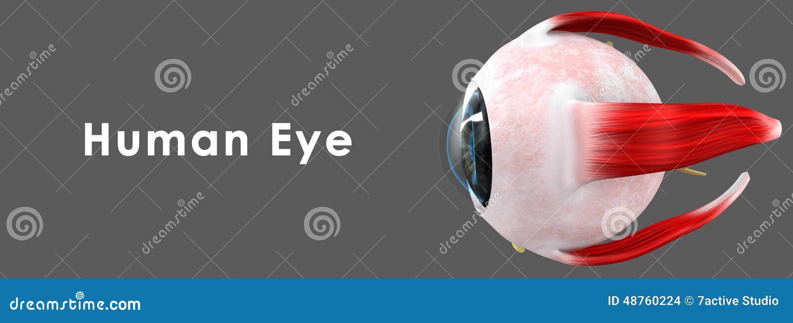 Olho humano ilustração stock. Ilustração de anatomia - 48760224