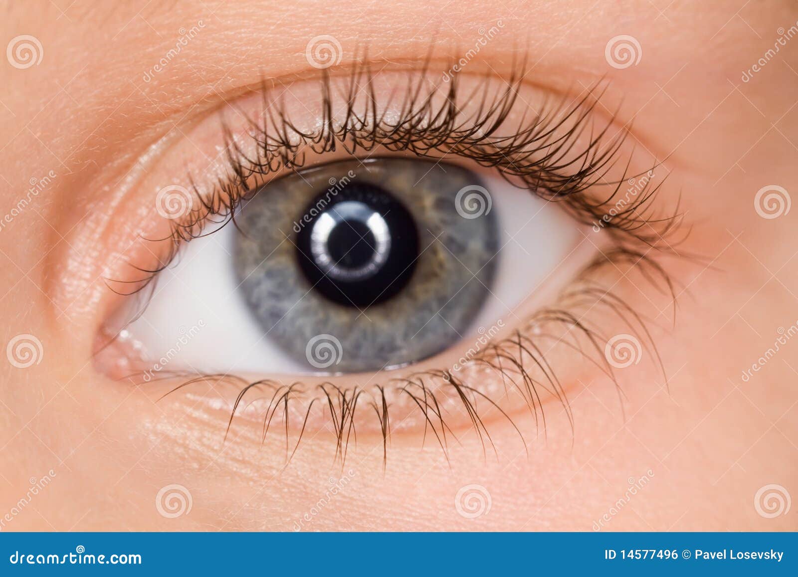 Olhos Azuis Esquerdos Da Criança Com Pestanas Longas Foto de Stock ...