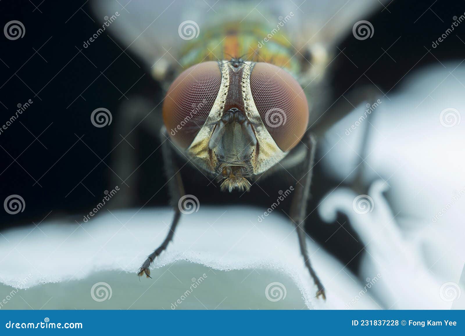 Olhos compostos de mosca foto de stock. Imagem de punhal - 231837228