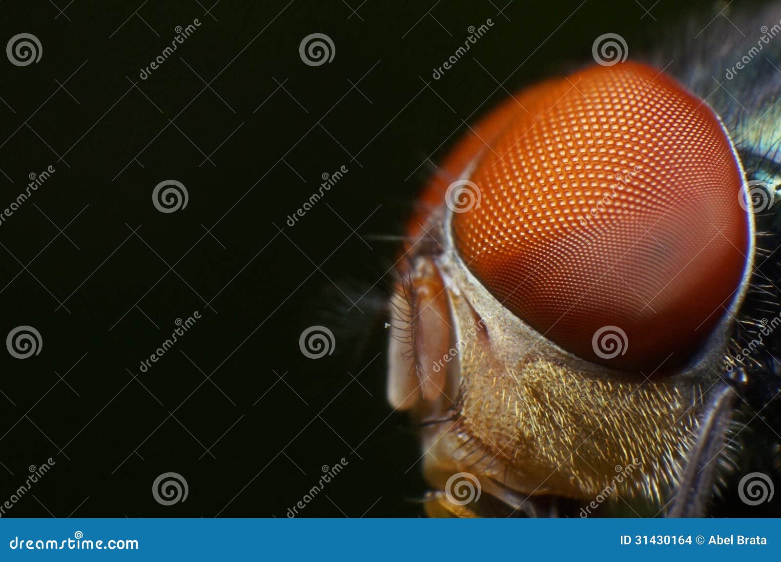 Olhos da mosca foto de stock. Imagem de macro, olho, animal - 31430164