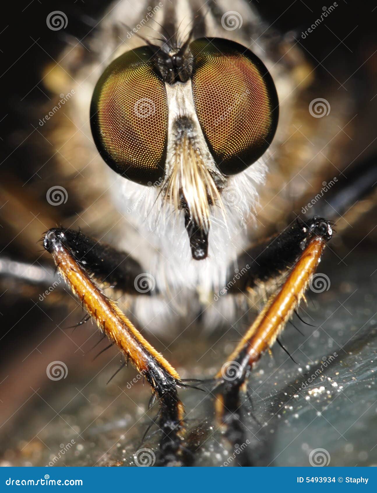 Olhos da mosca foto de stock. Imagem de olhos, facetas - 5493934