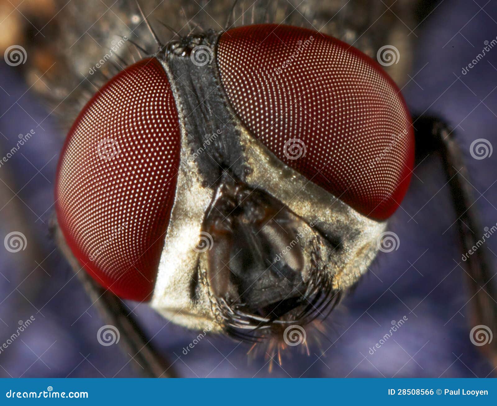 Olhos da mosca da casa foto de stock. Imagem de macro - 28508566