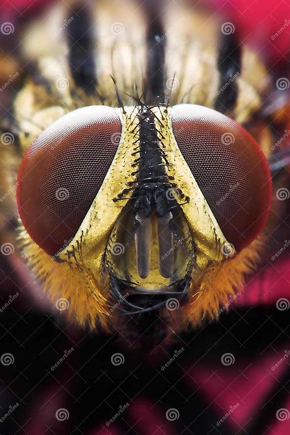 Olhos de uma mosca foto de stock. Imagem de inseto, néctar - 5562822