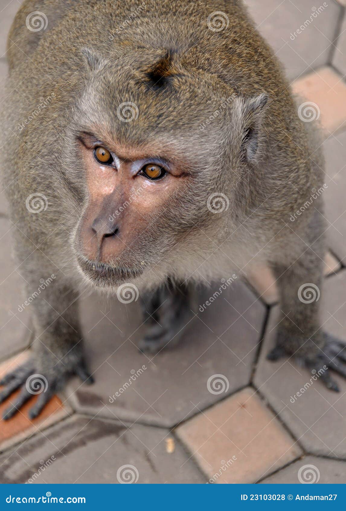 Olhos do macaco foto de stock. Imagem de vista, verde - 23103028