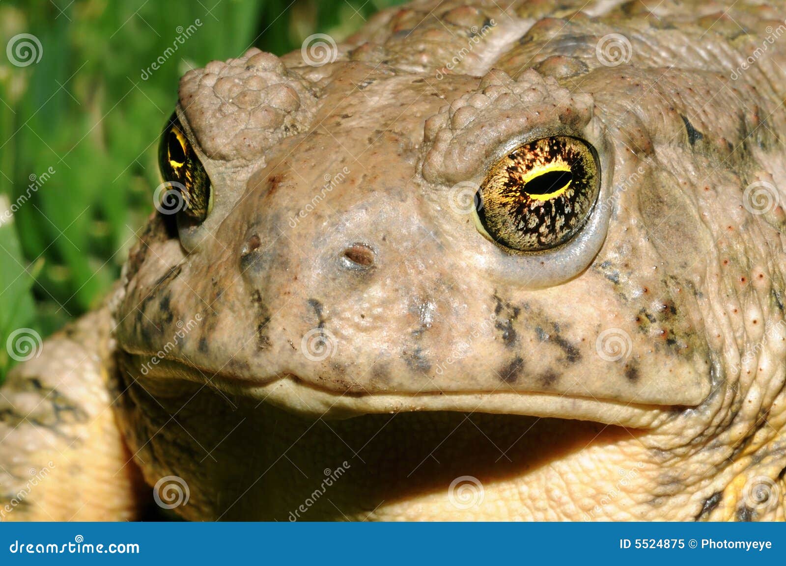 Olhos do sapo imagem de stock. Imagem de vista, olhos - 5524875