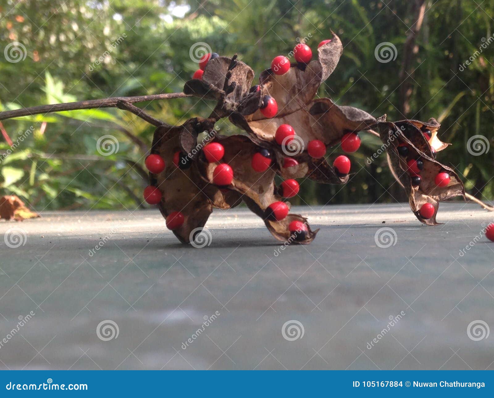 Olida stock photo. Image of olida, aurweda, colour - 105167884