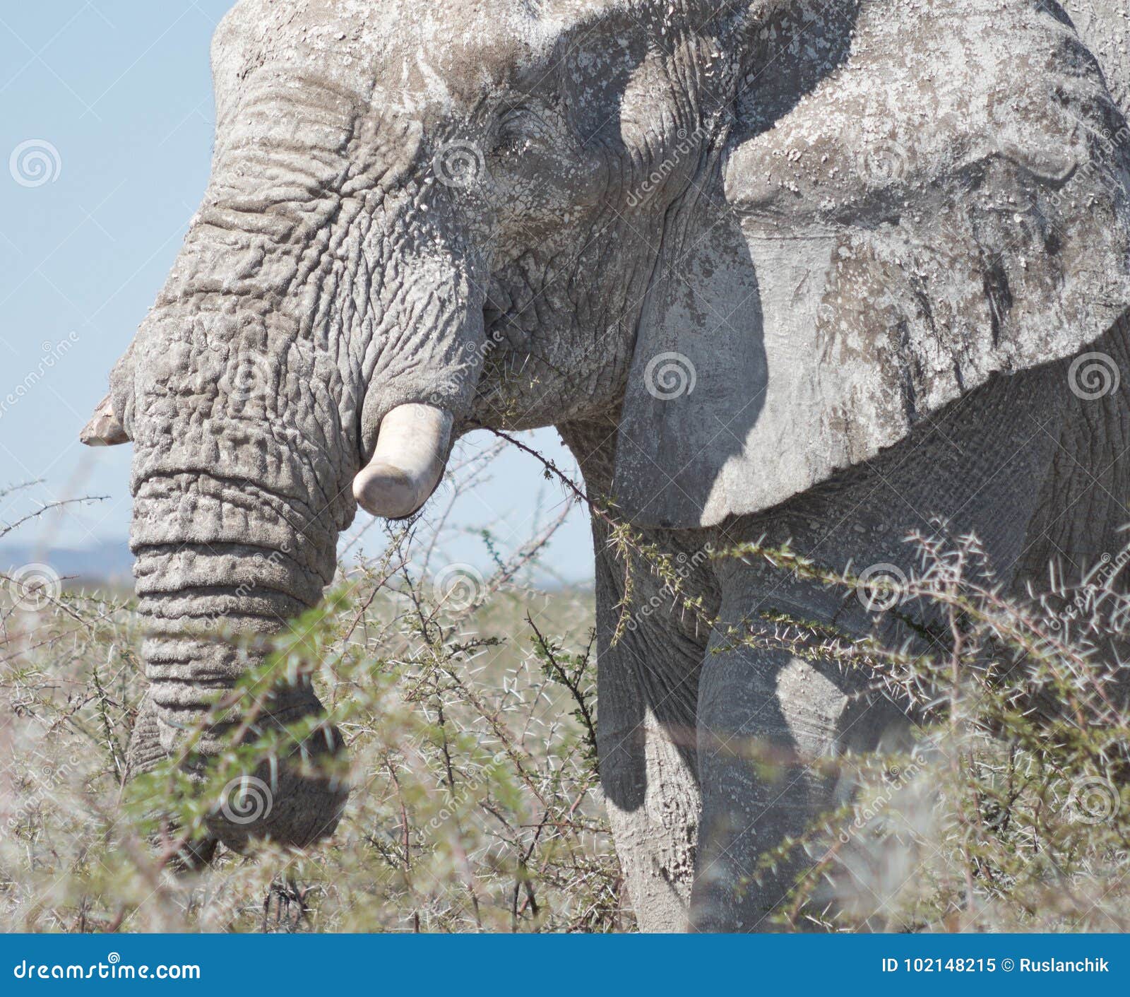 Olifant stock afbeelding. Image of reserveren, ivoor - 102148215