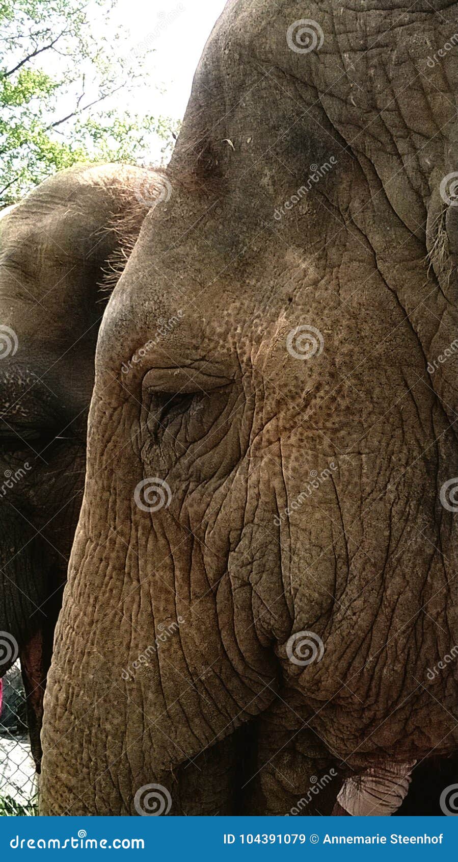 Olifant stock afbeelding. Image of dierentuin, wild - 104391079