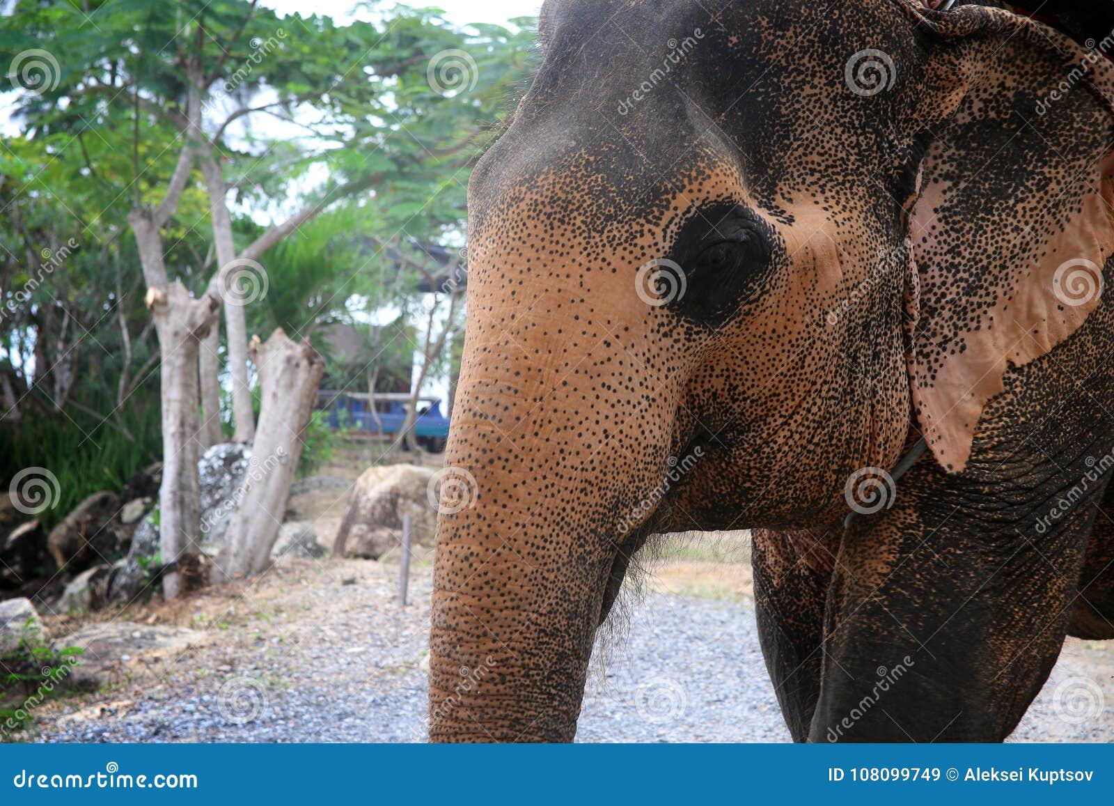 Olifant stock afbeelding. Image of portret, mannetje - 108099749