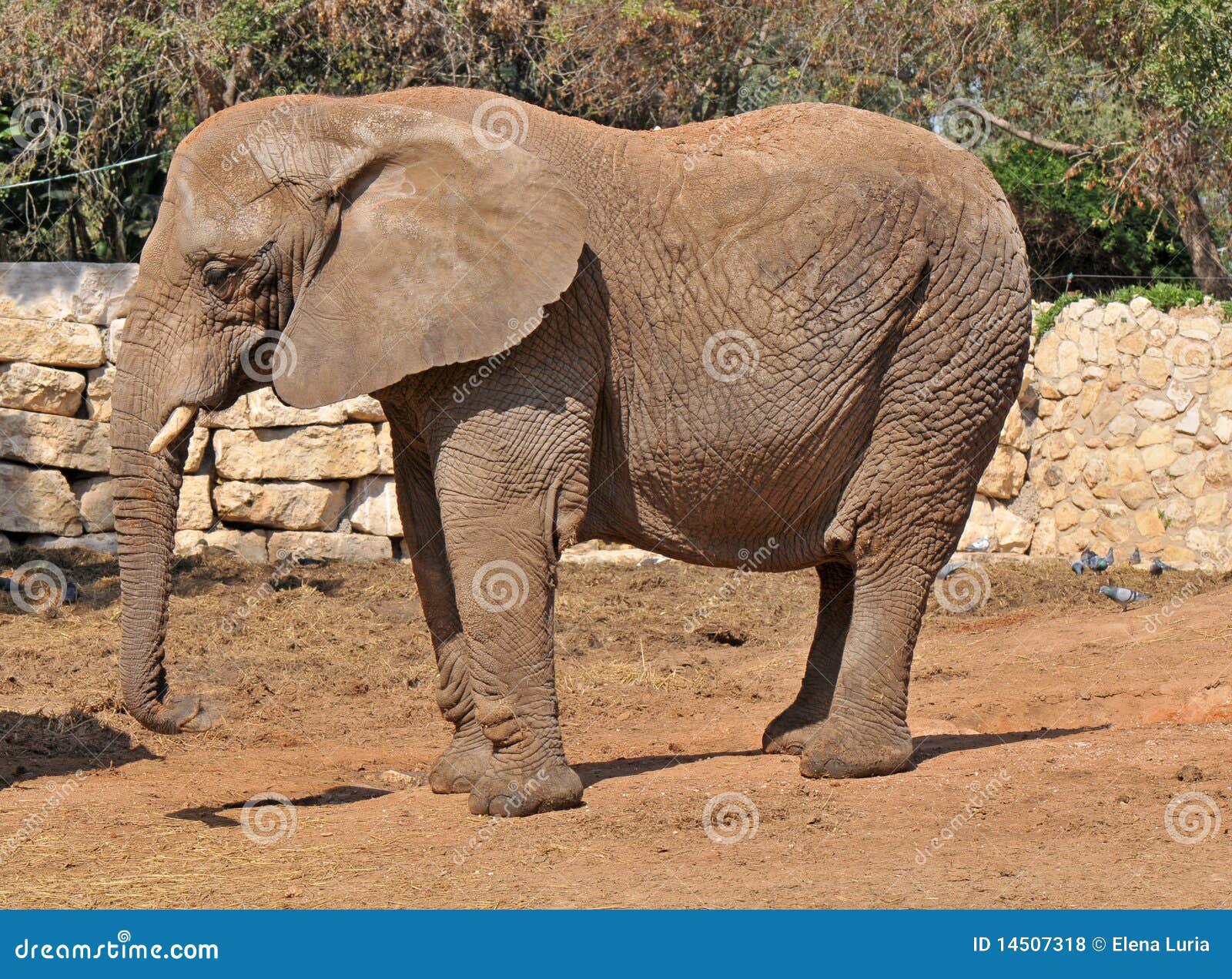 Olifant stock foto. Image of slagtand, grijs, lopen, boomstam - 14507318