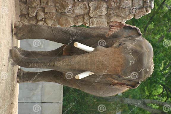 Olifant 2 stock foto. Image of slagtanden, oren, eten, ivoor - 106114