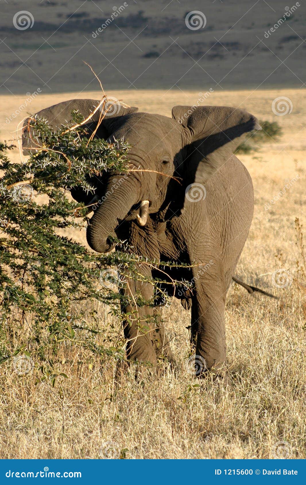Olifant 2 stock foto. Image of serengeti, boom, afrika - 1215600