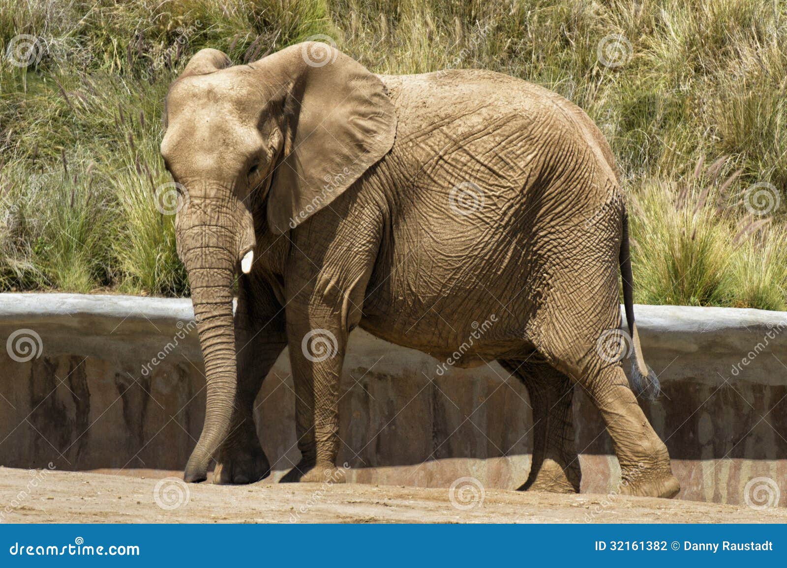 Olifant redactionele fotografie. Image of woestijn, laos - 32161382