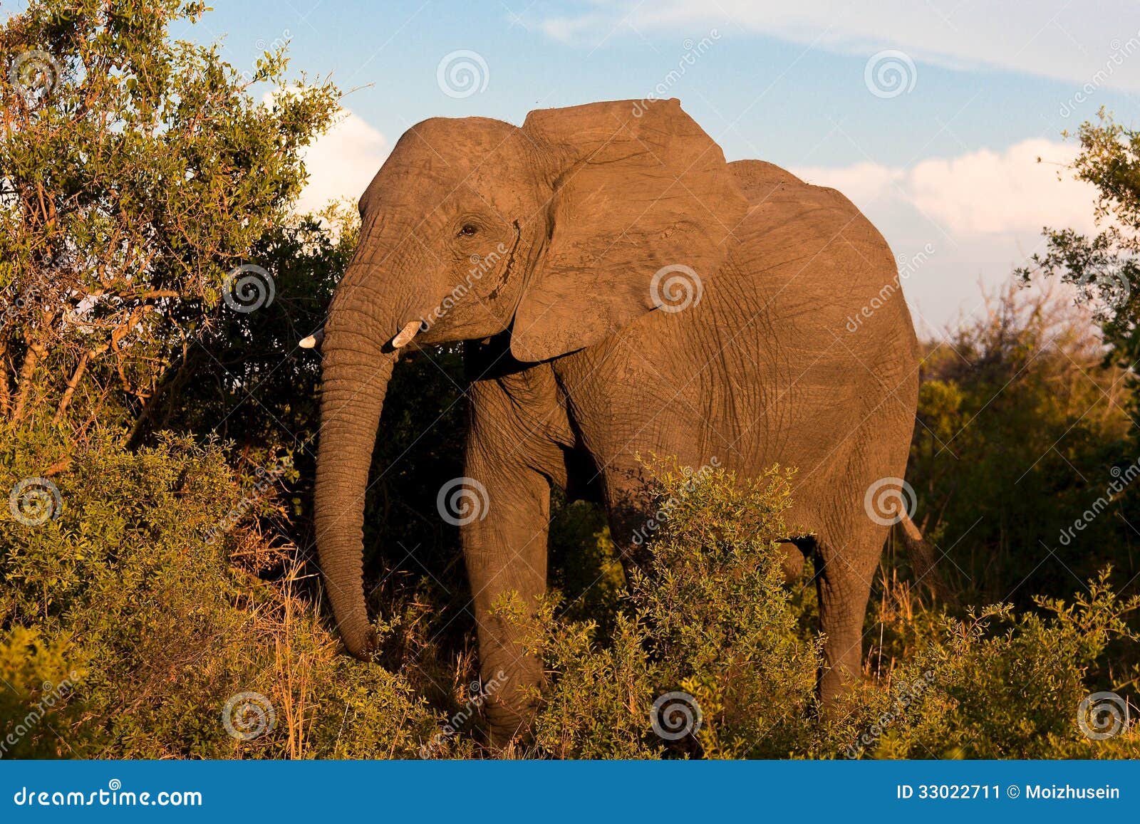 Olifant stock afbeelding. Image of ivoor, hoef, genaturaliseerd - 33022711
