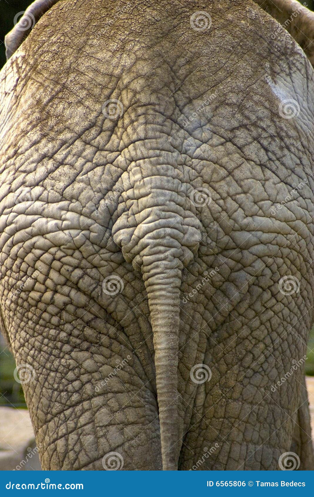 Olifant stock foto. Image of herbivoren, volwassen, sluit - 6565806