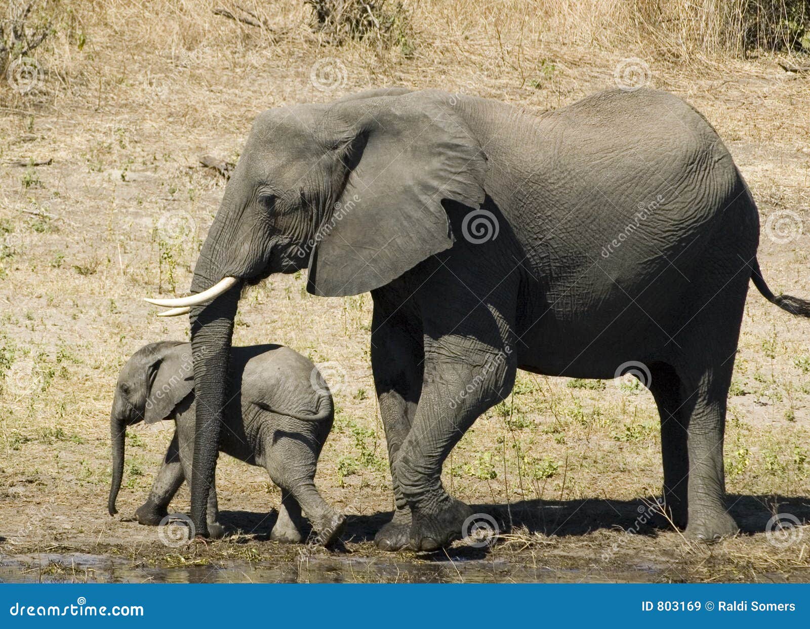 Olifant stock afbeelding. Image of ontdek, masai, avontuur - 803169