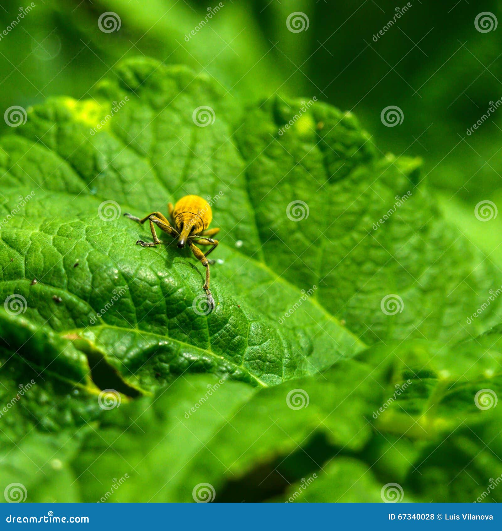 Olifant-als Kever Op Een Blad Stock Foto - Image of blad, boomstam ...