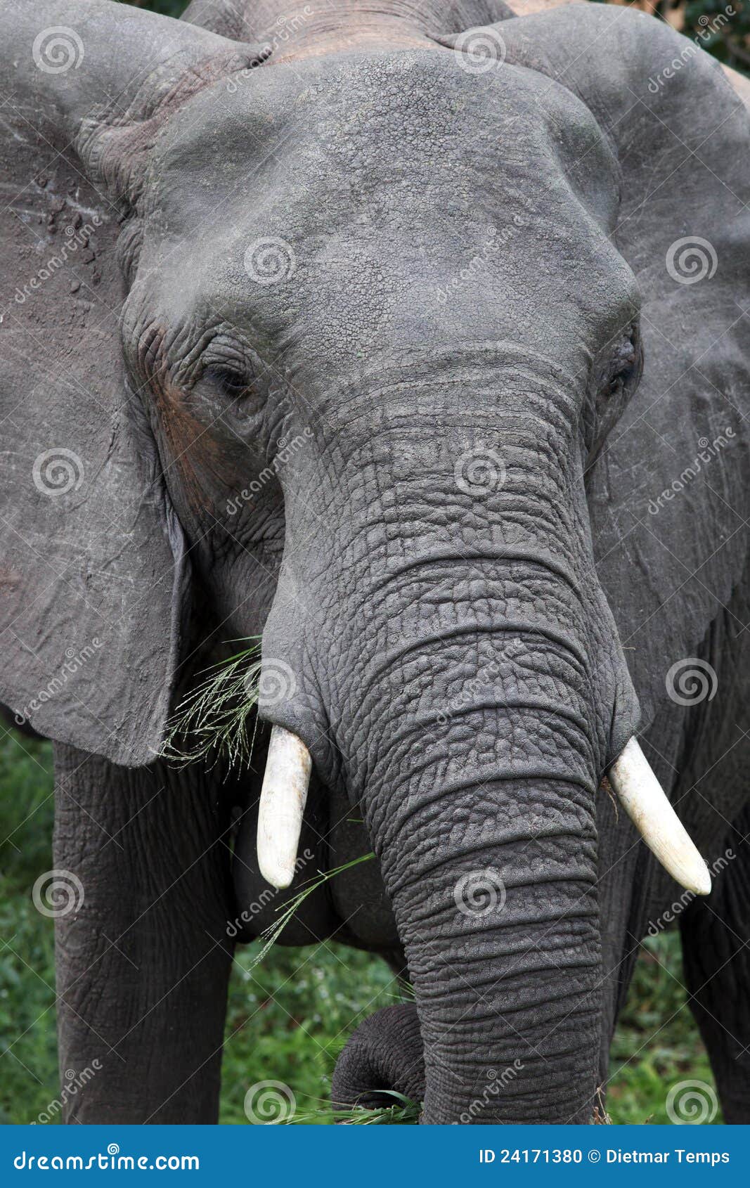 Olifant, close-up stock foto. Image of dier, zoogdier - 24171380