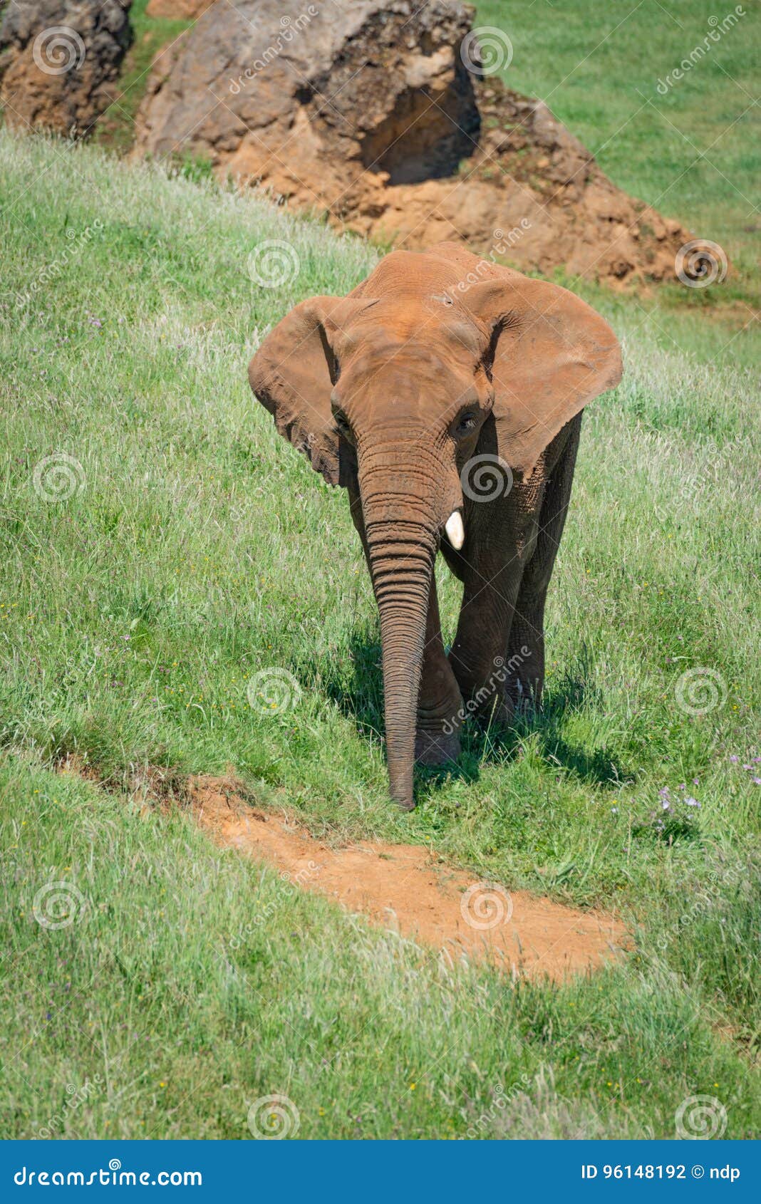 Olifant in De Rode Rotsen Die Van Stofpassen Wordt Behandeld Stock Foto ...