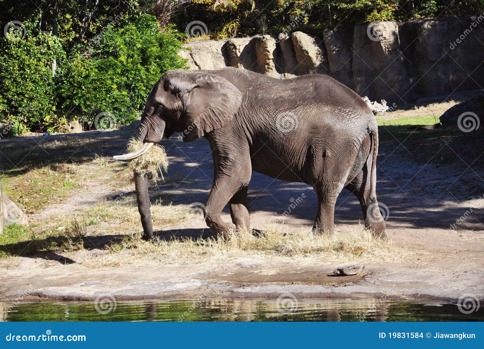 Olifant die gras eet stock foto. Image of afrika, mannetje - 19831584