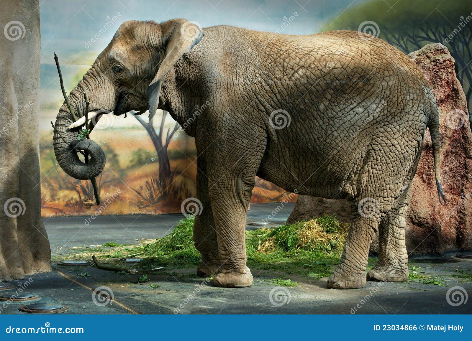 Olifant in een dierentuin stock foto. Image of gras, olifant - 23034866