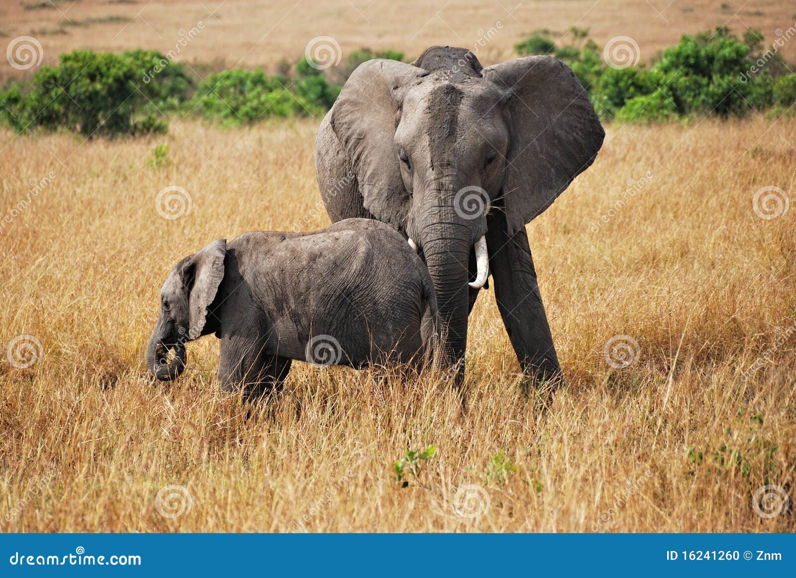 Olifant met baby stock foto. Image of groot, volwassen - 16241260