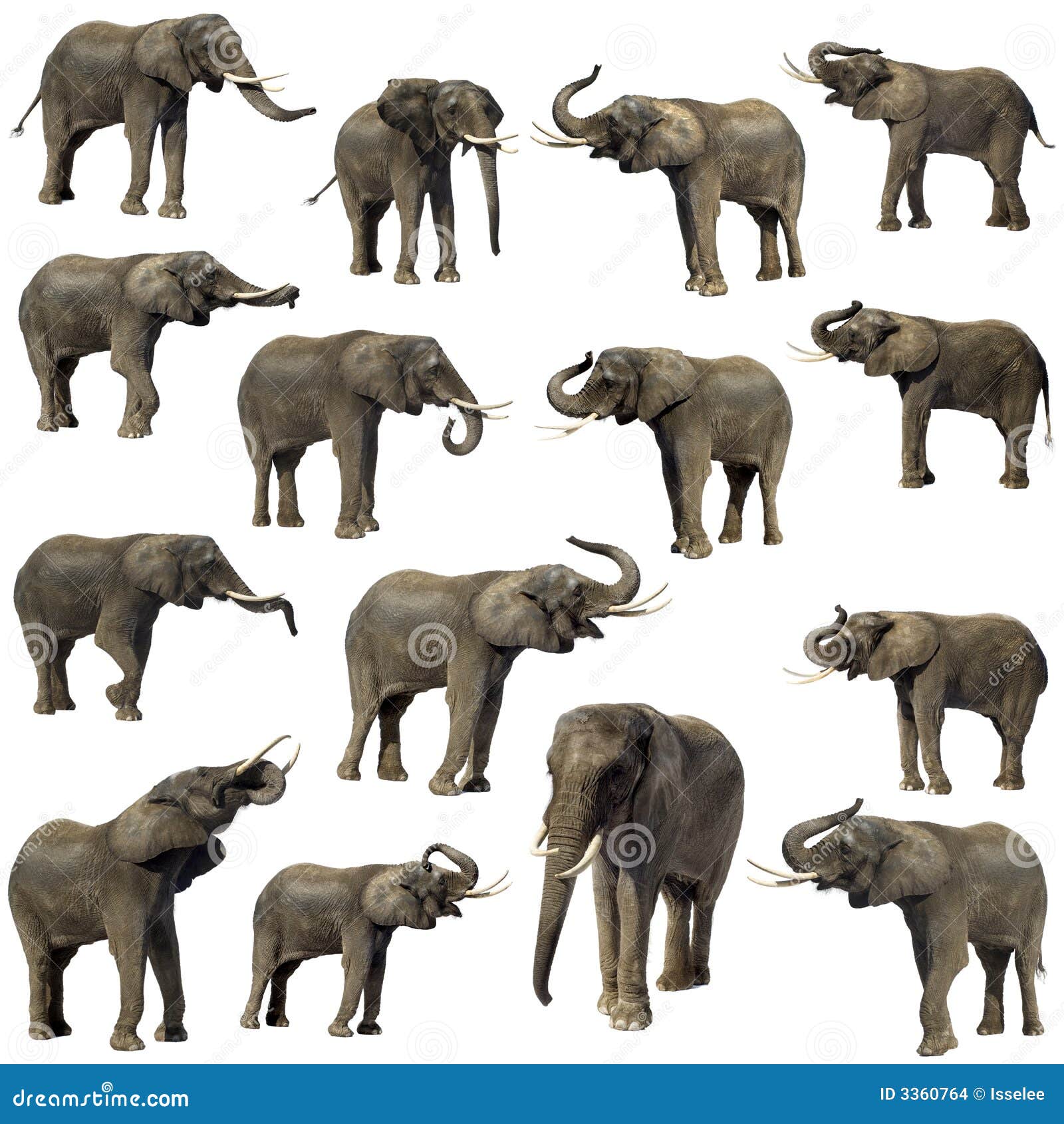 Olifanten stock foto. Image of huid, olifant, hoofd, slagtand - 3360764