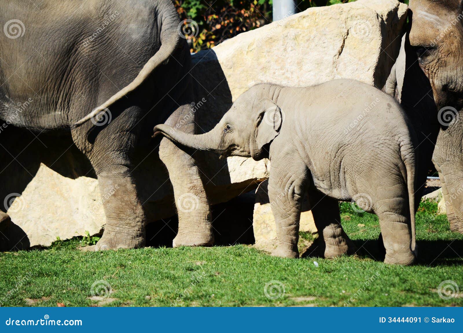 Olifanten stock afbeelding. Image of zoogdier, groot - 34444091