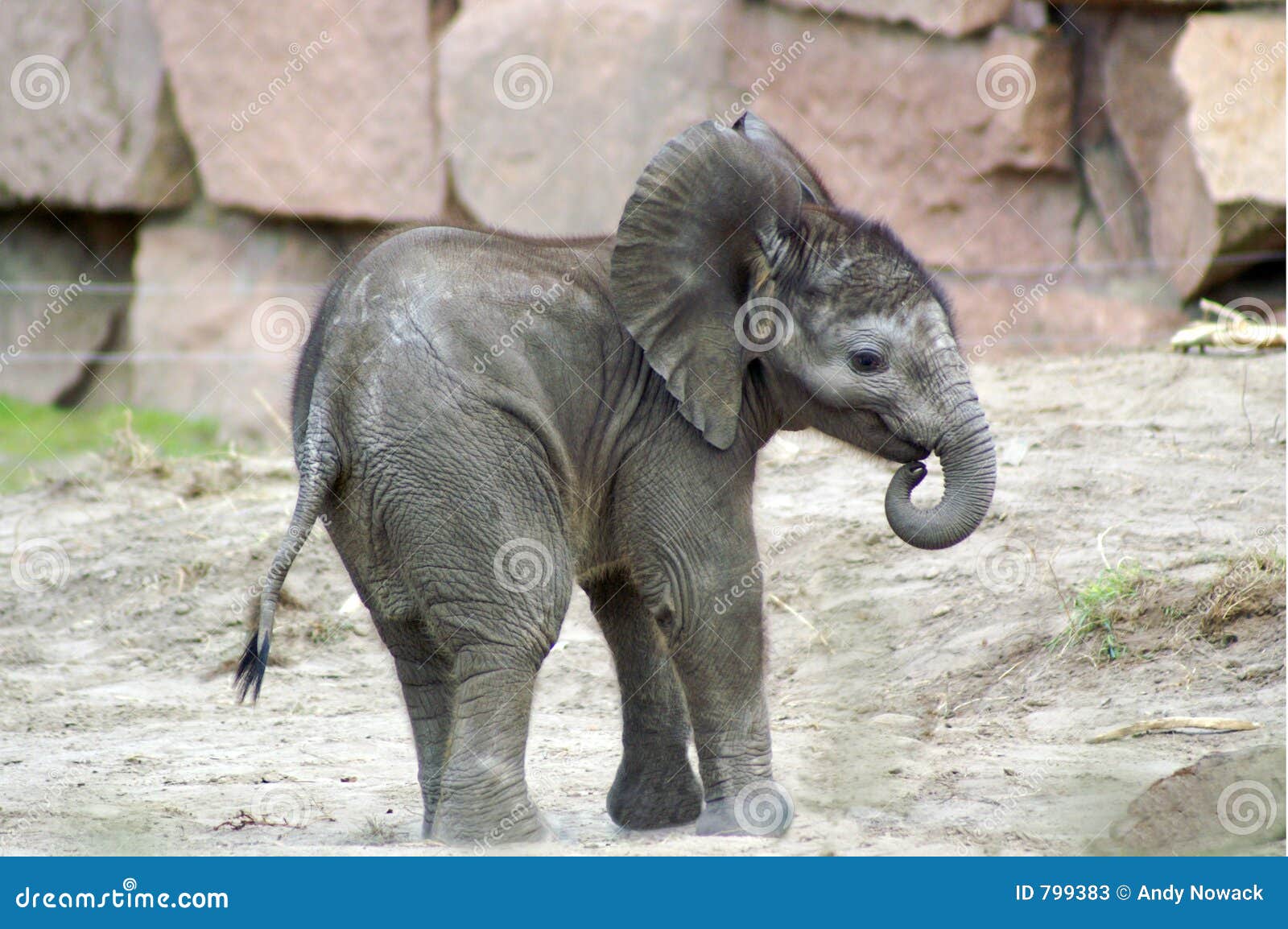 Olifants baby 1 stock afbeelding. Image of lengte, dieren - 799383