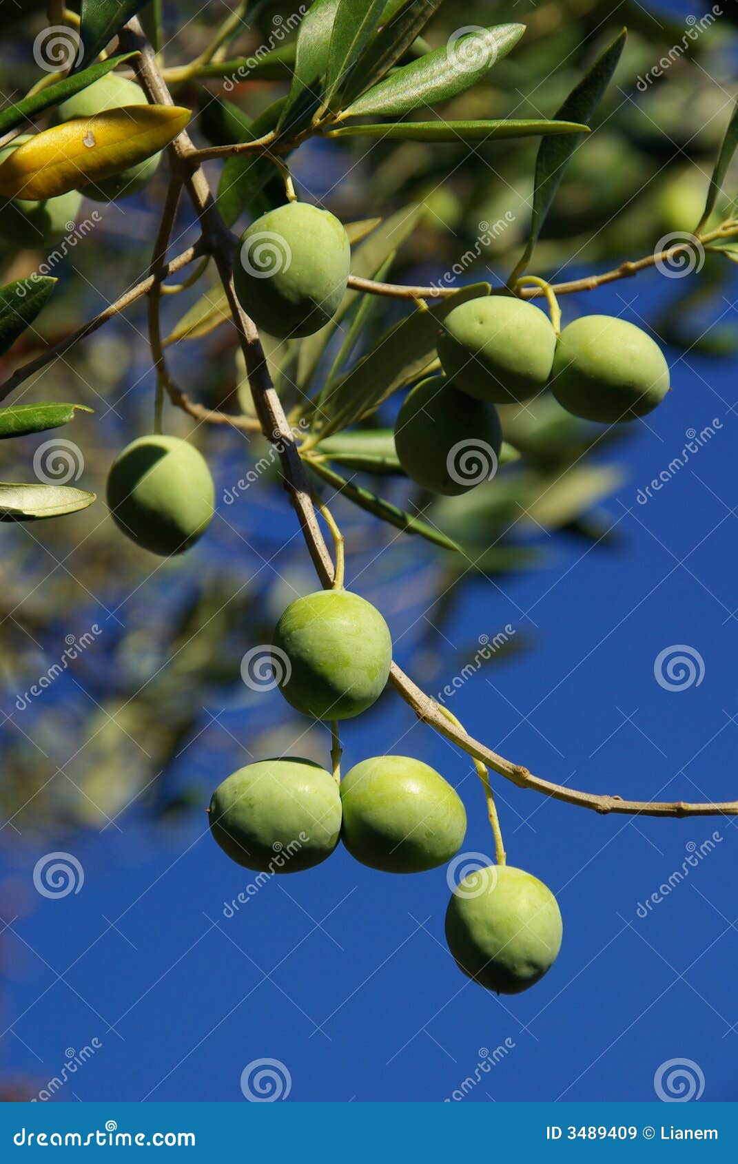 Olijf 09 stock afbeelding. Image of macro, vrede, plantaardig - 3489409